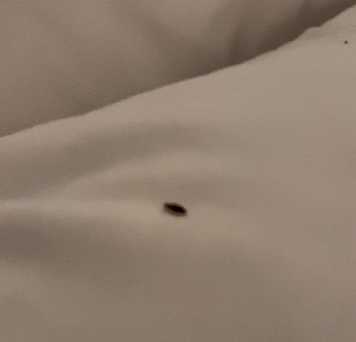 This is hust one of many bed bugs crawling on the pillows