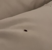 This is hust one of many bed bugs crawling on the pillows