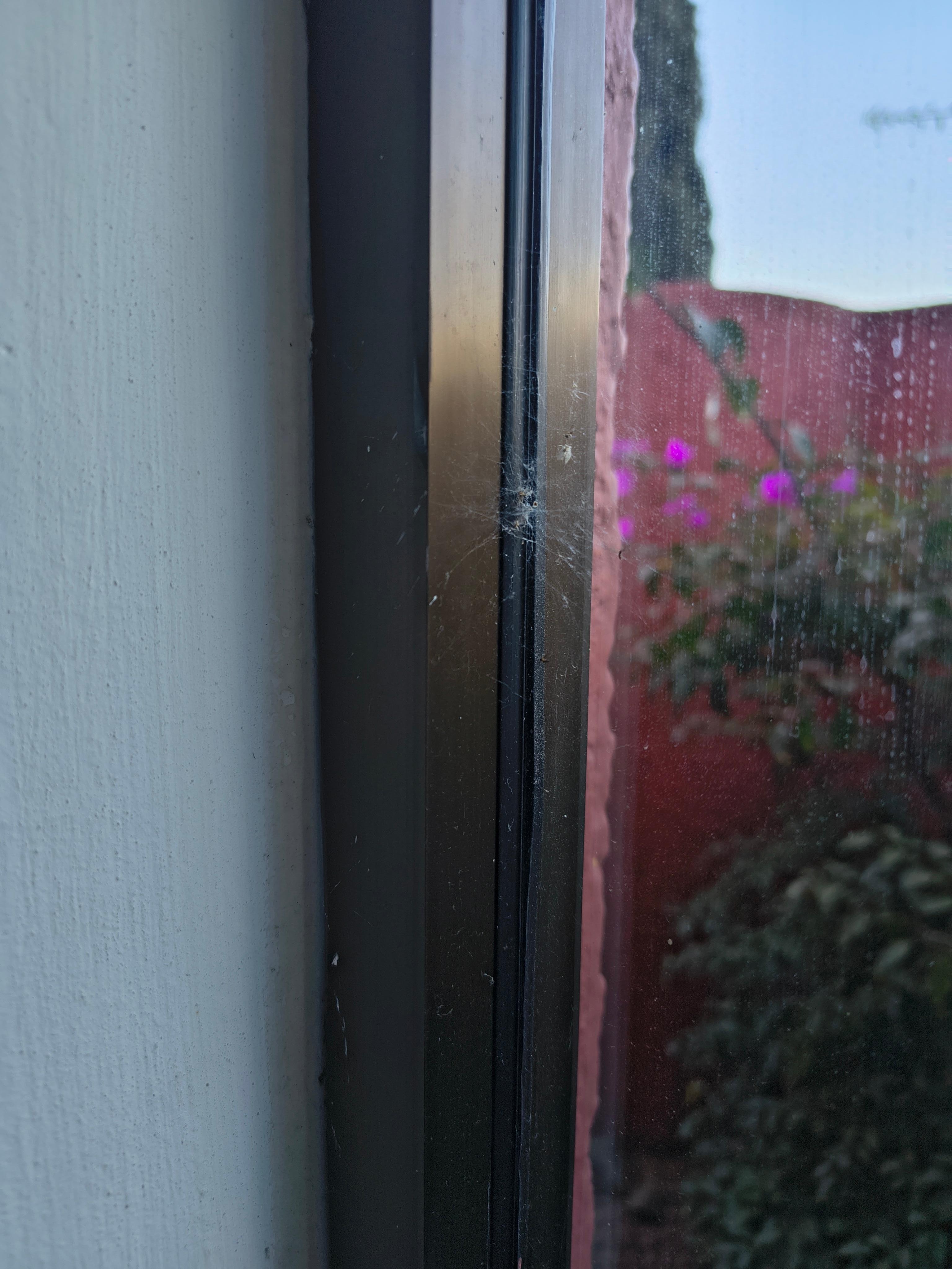 Telarañas en la ventana