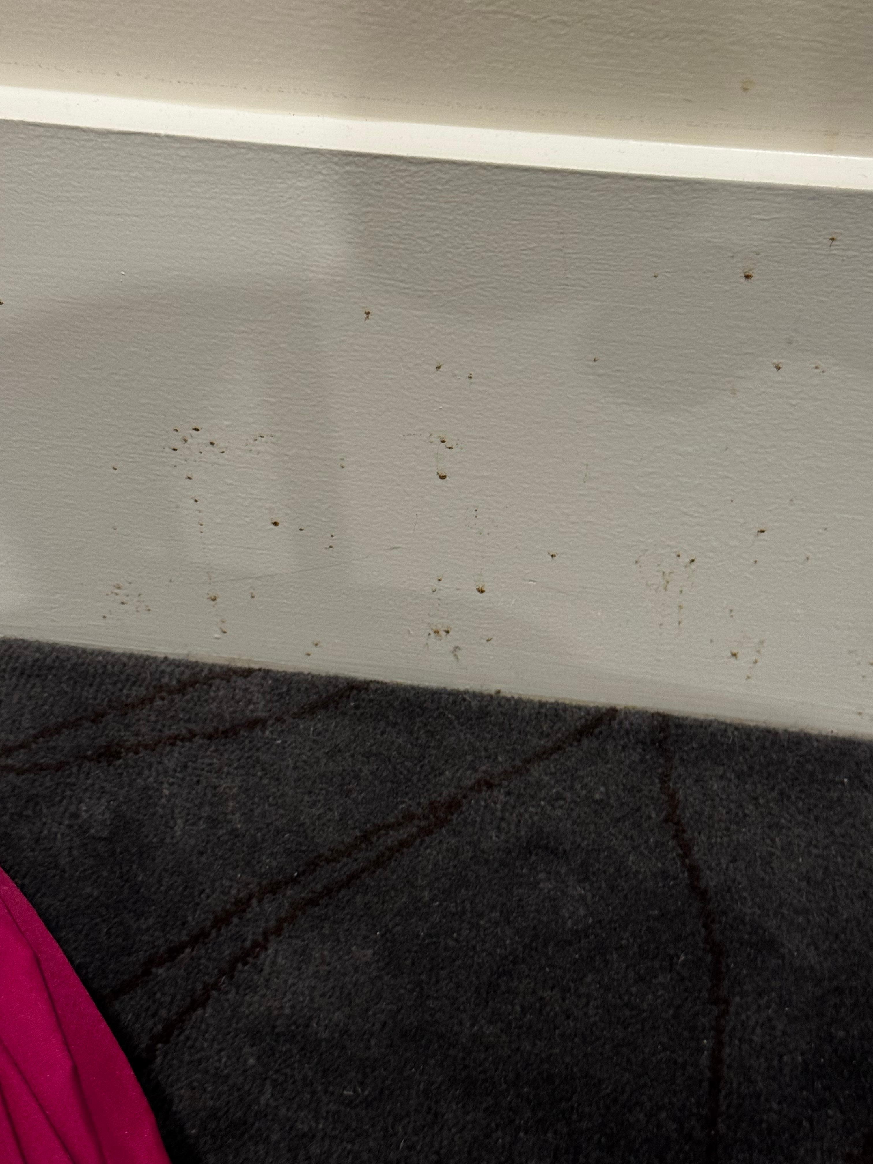 Stains on skirting 