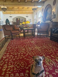 Pet friendly and they even gave him treats at check-in. They don’t charge extra for pets and he got a pup cup at the latte counter in the morning when I got my coffee!