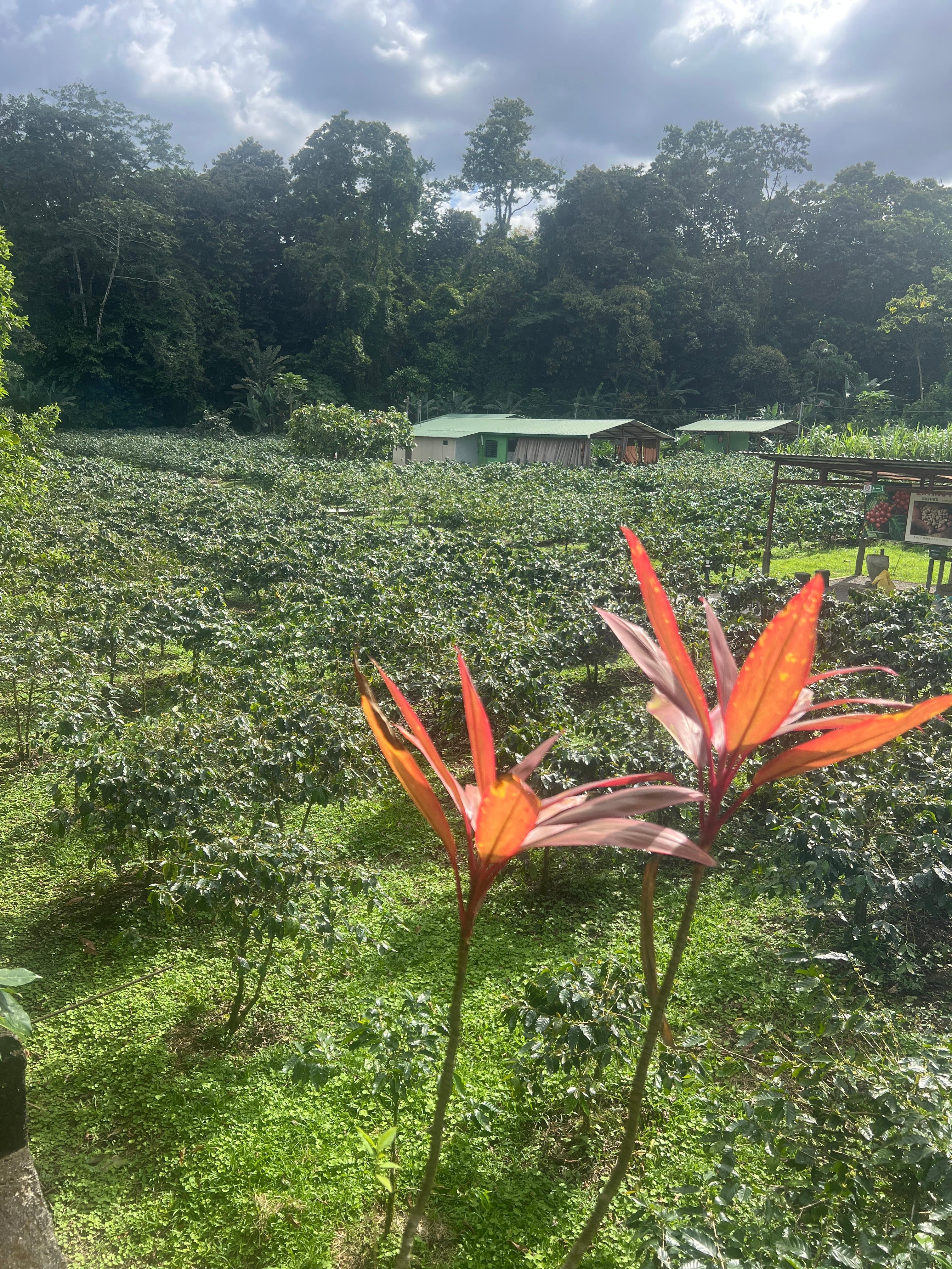 There was a coffee farm in bloom at the property next door.