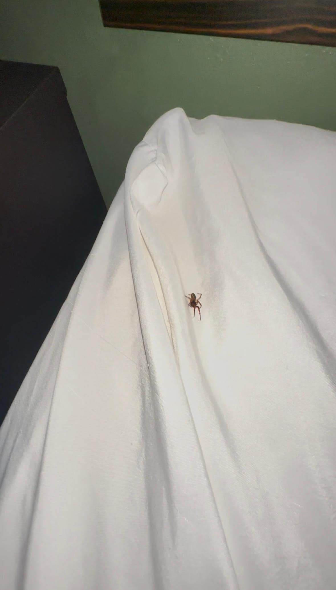 Screenshot from a video I took of the spider