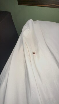 Screenshot from a video I took of the spider