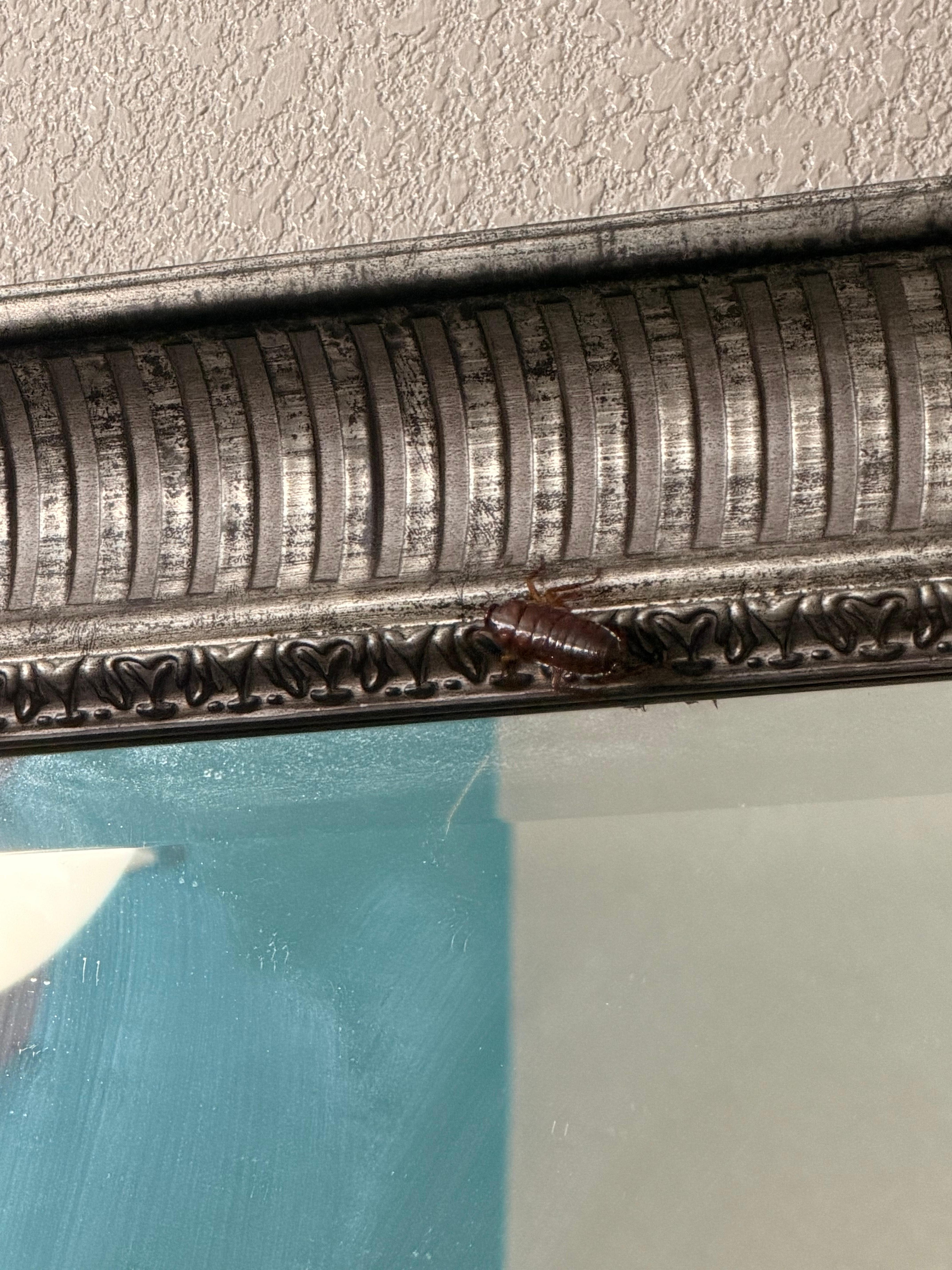 Huge roach on top of mirror.