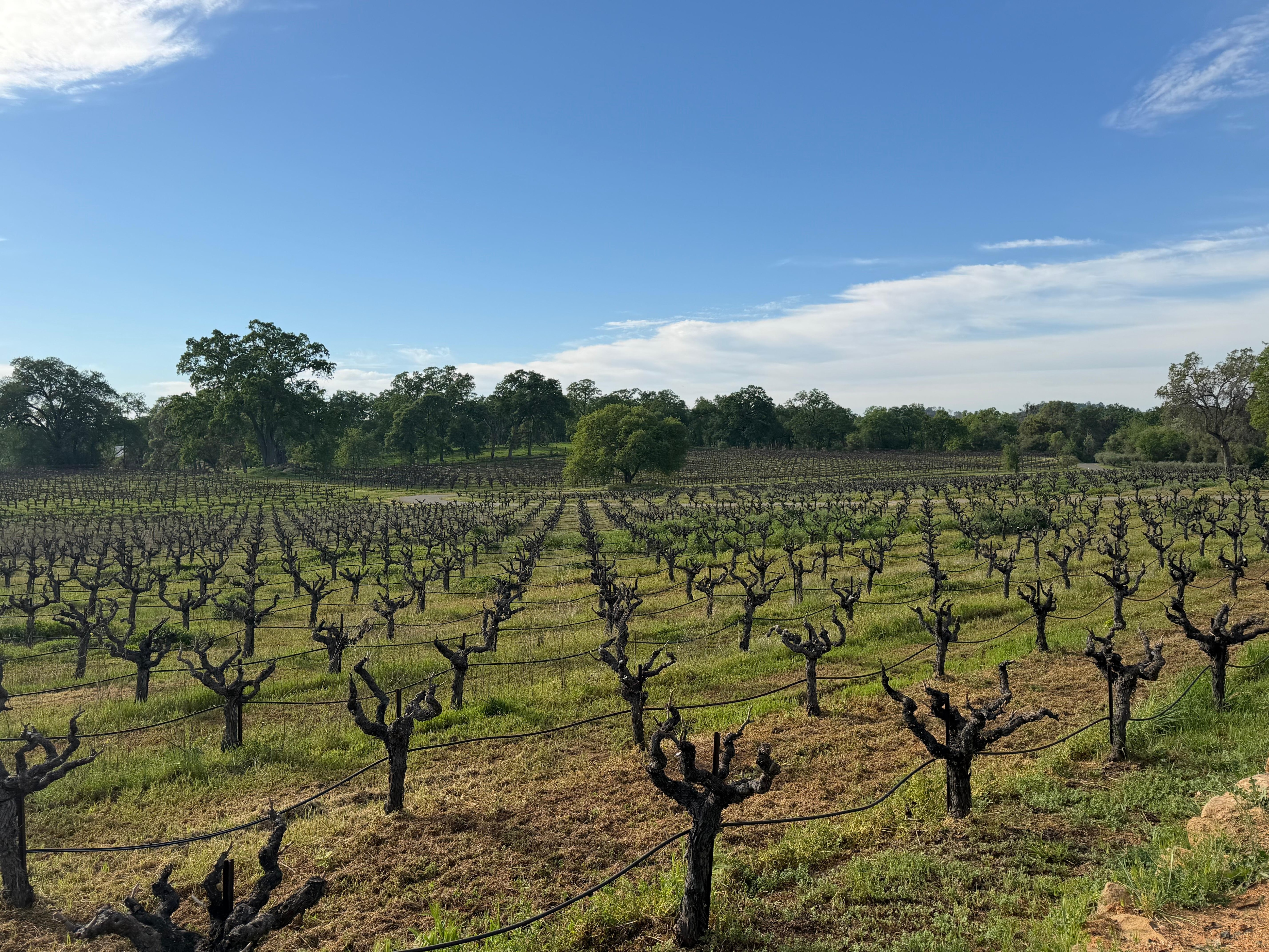 It is in the middle of a vineyard, beautiful!