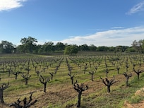 It is in the middle of a vineyard, beautiful!