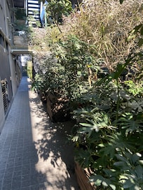 Pasillos llenos de plantas que impiden ver las multiples entradas a las habitaciones.