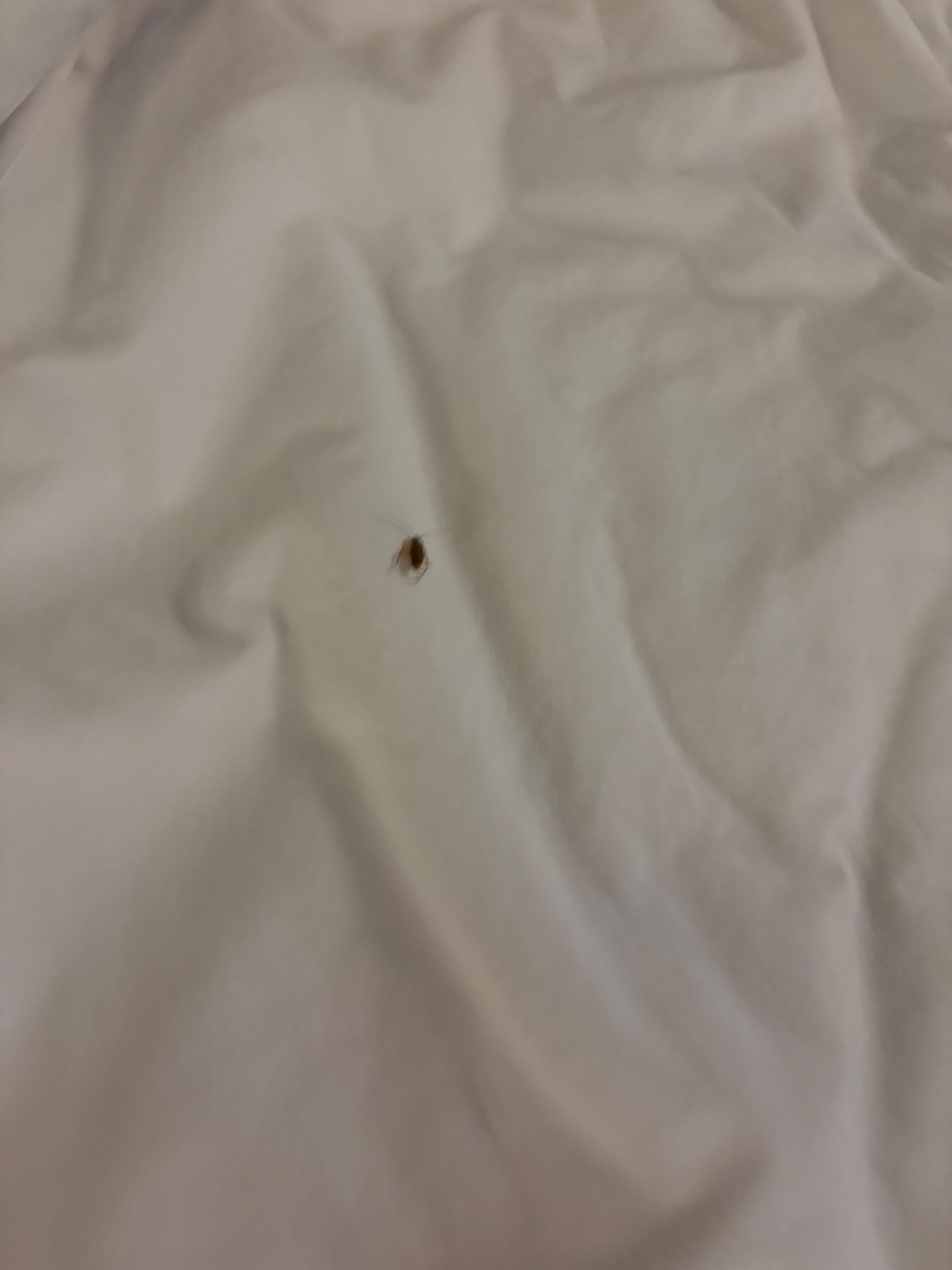 Roach in the bed