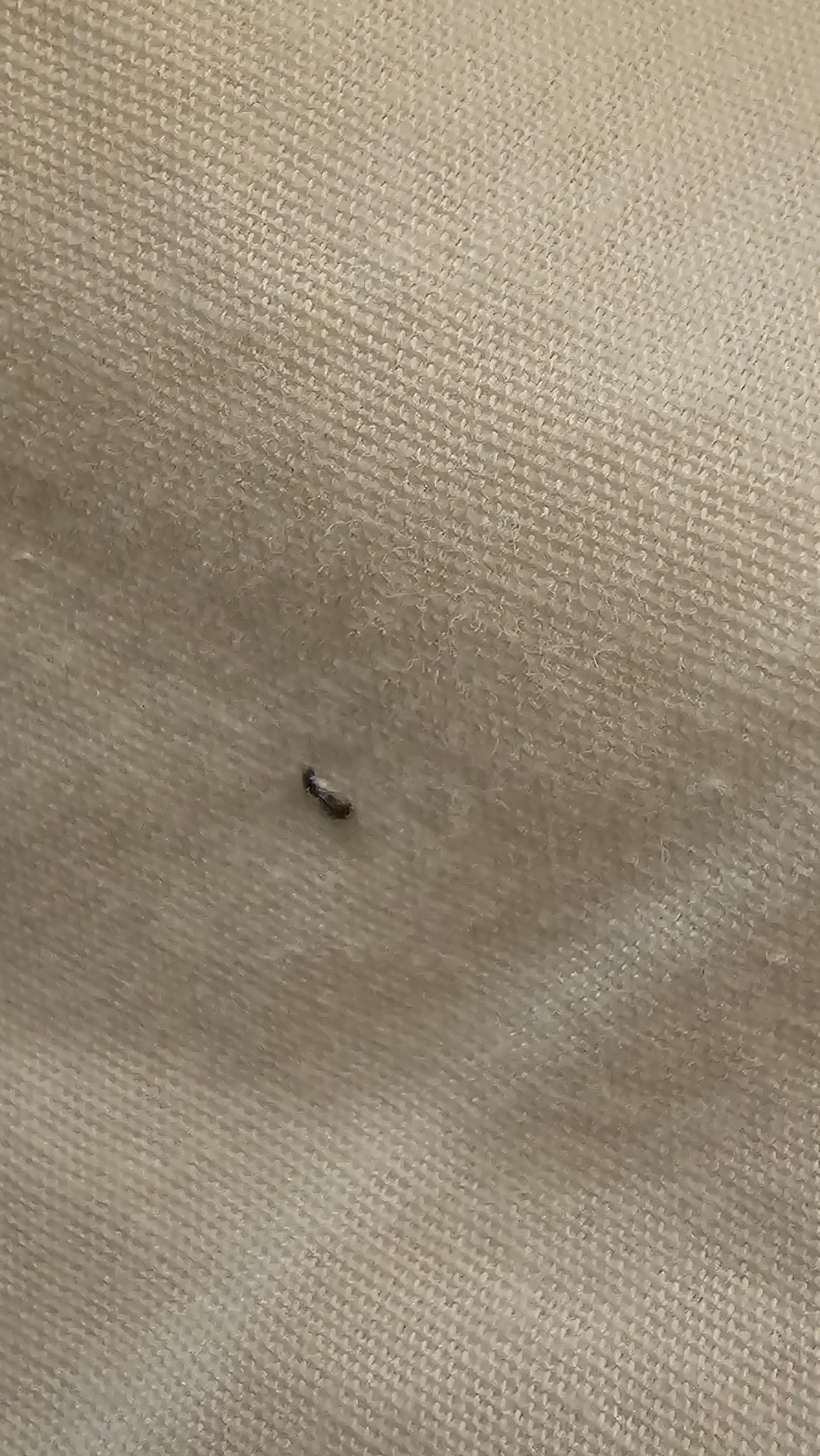This is a dead bed bugs found on the bed