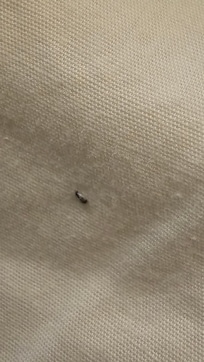 This is a dead bed bugs found on the bed