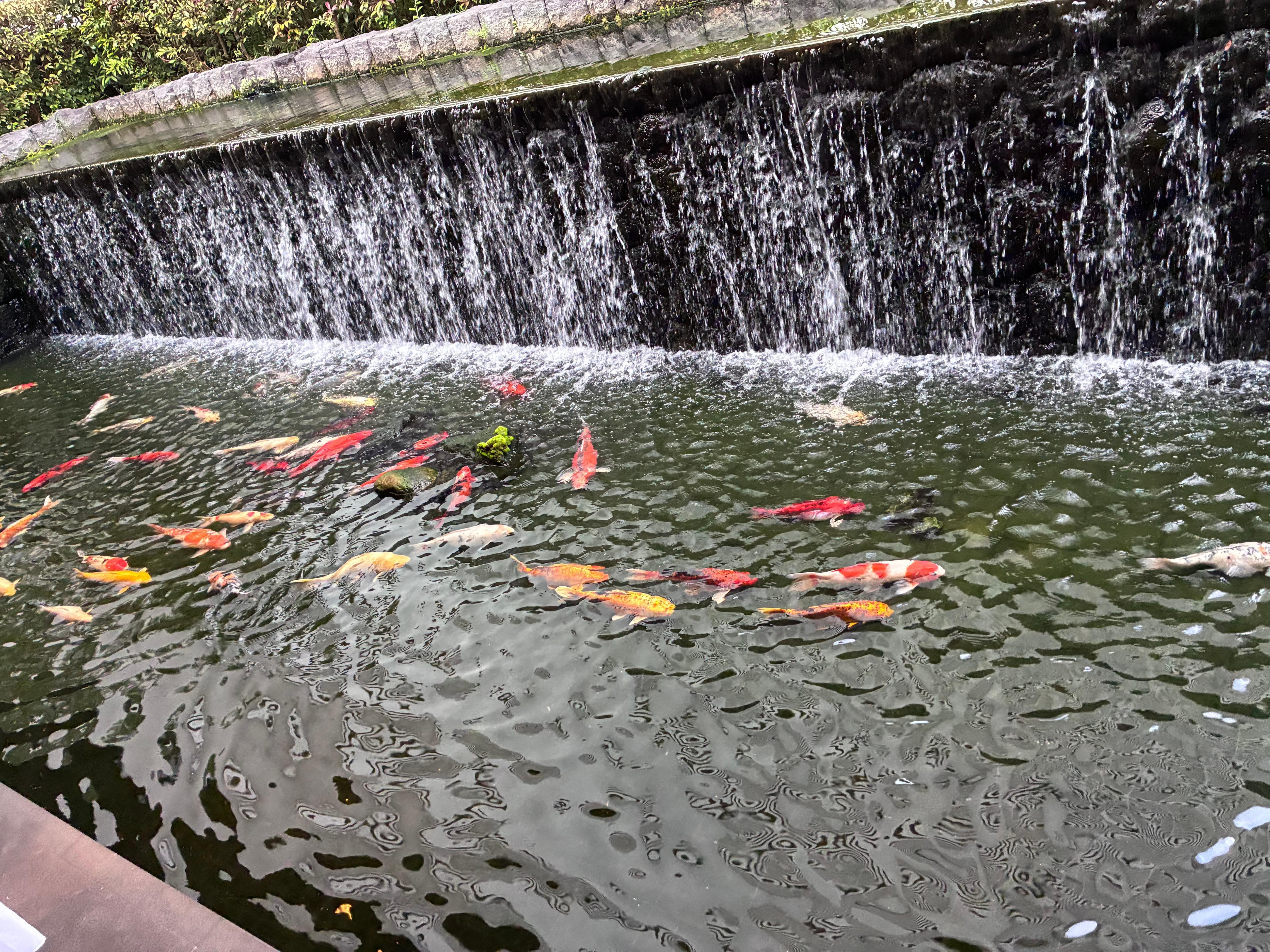 Koi carp in the Japanese garden 