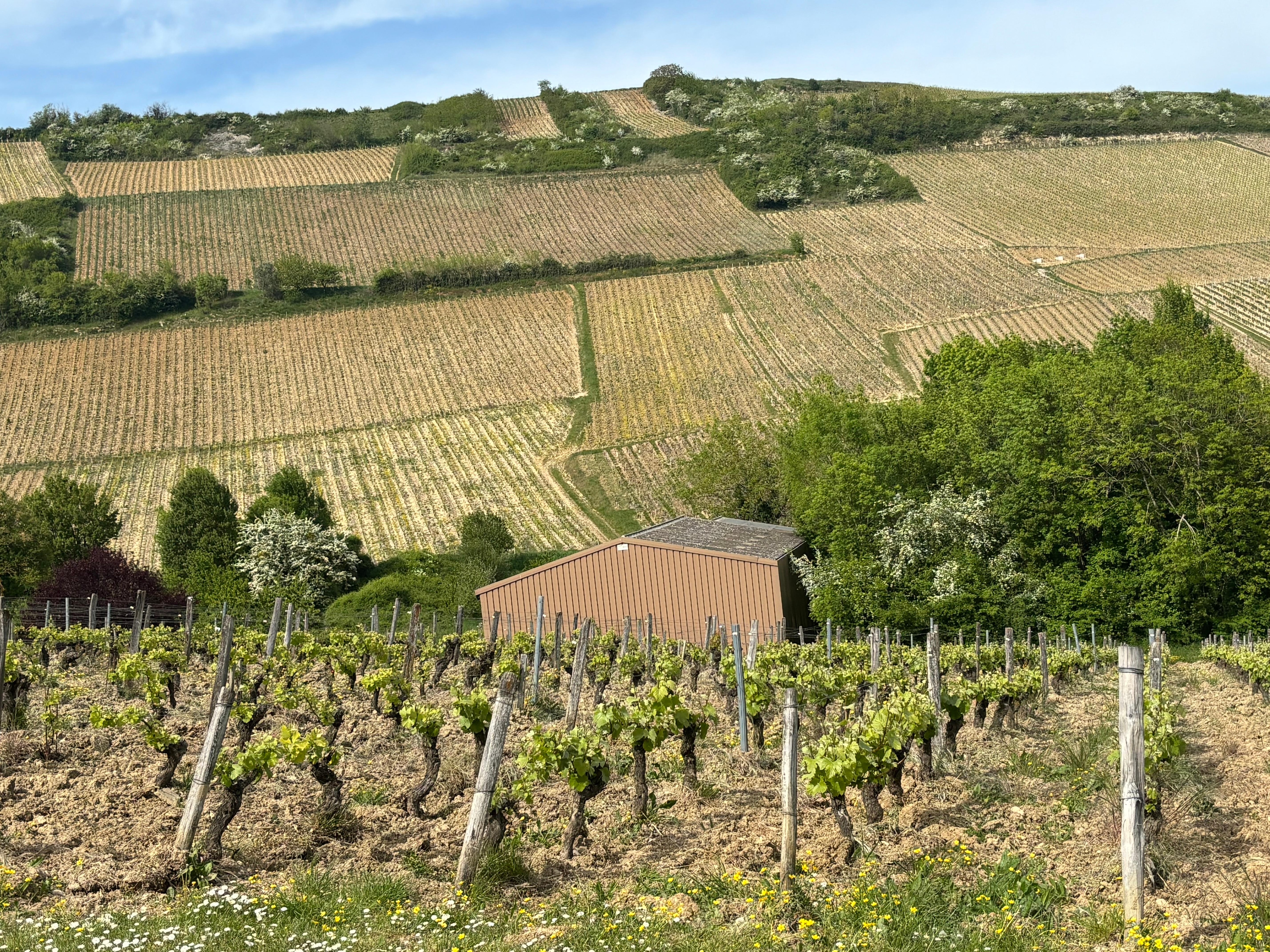 La Cote Mont Damne - magic spot for winemaking