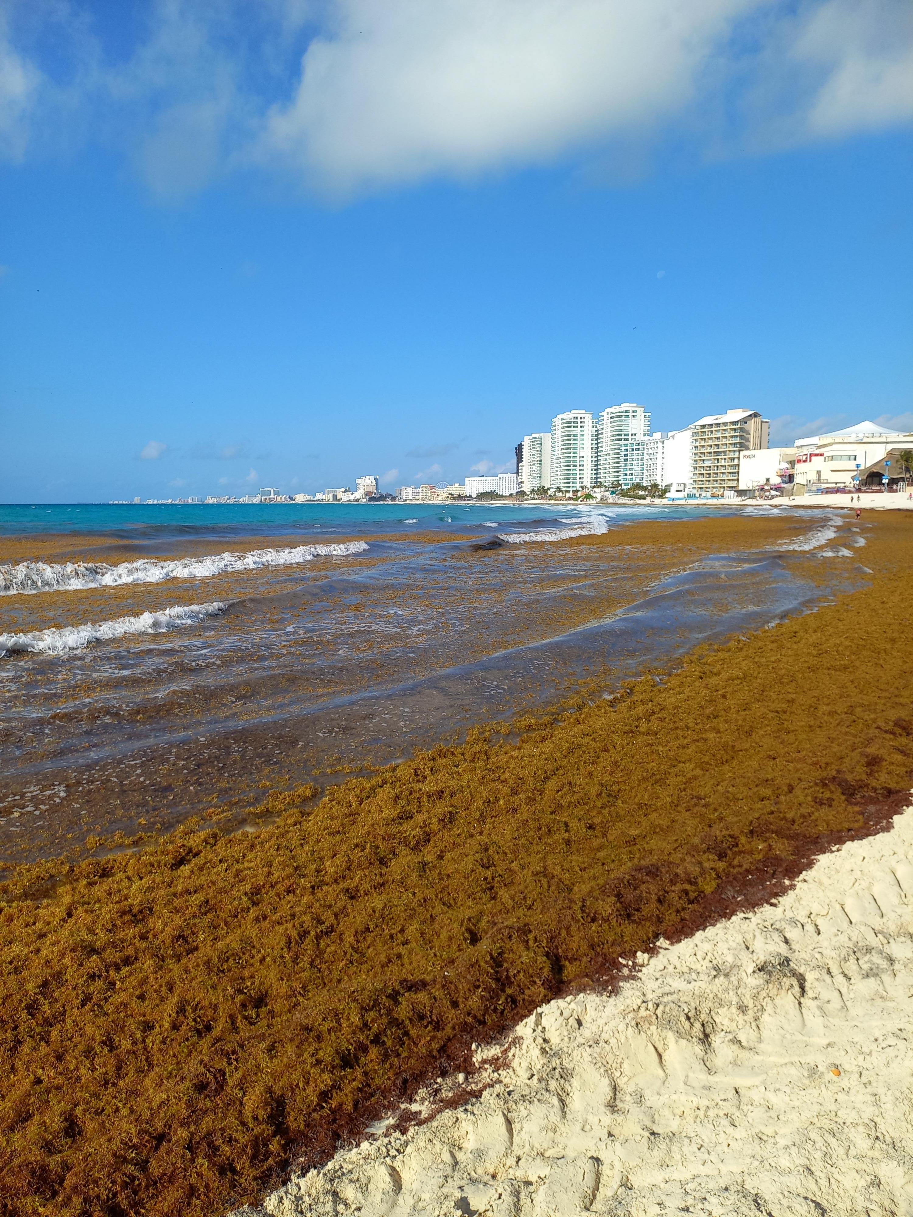 Não houve limpeza da praia. Feio e mau cheiro. Resorts limpam sargaço todos os dias pela manhã. 