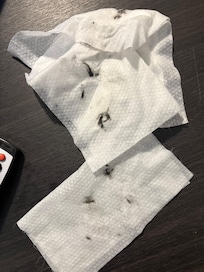 Dirt from the remote control.