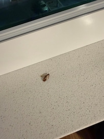 Cucarachas en la habitación