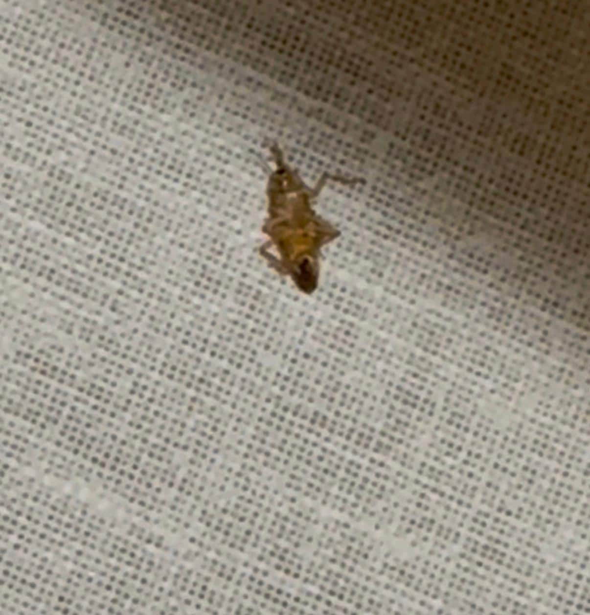 Roach after I tried to kill it 