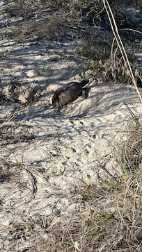 Tortoise in the nest on the walkout to the beach
