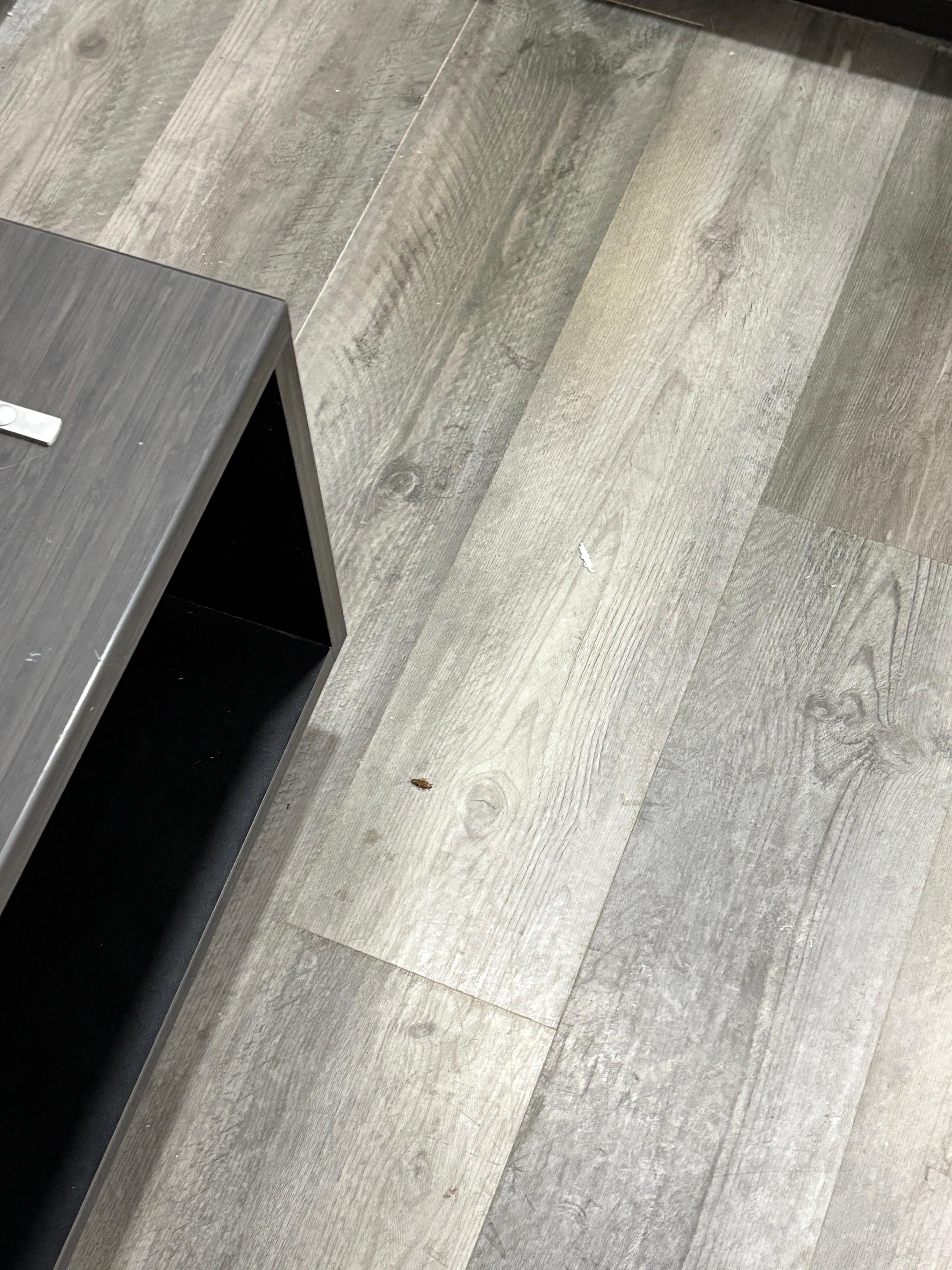 Zoom in to see the roaches, outside the bathroom.