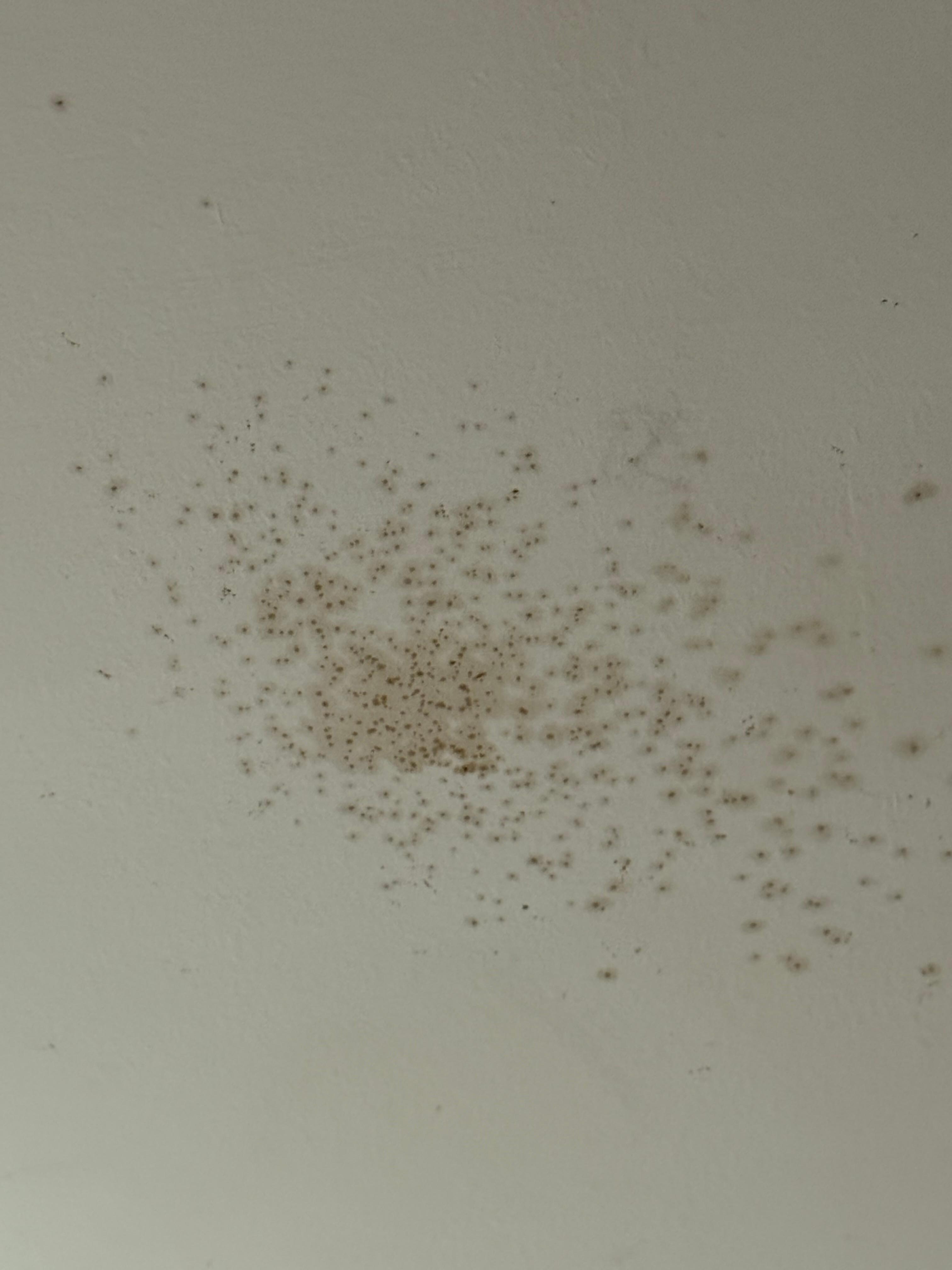 This is what is dripping through the ceiling