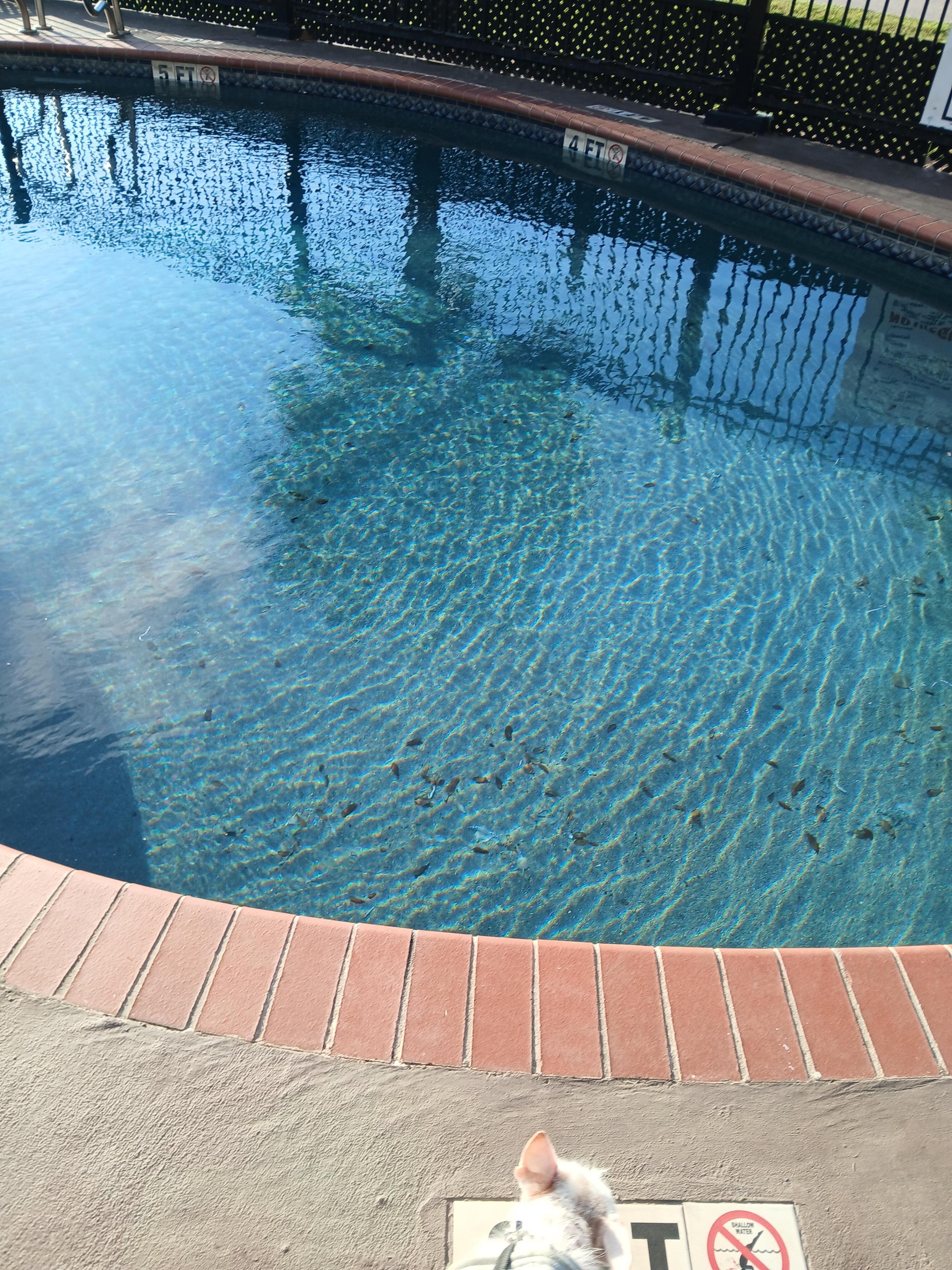 Pool hasn't been cleaned.