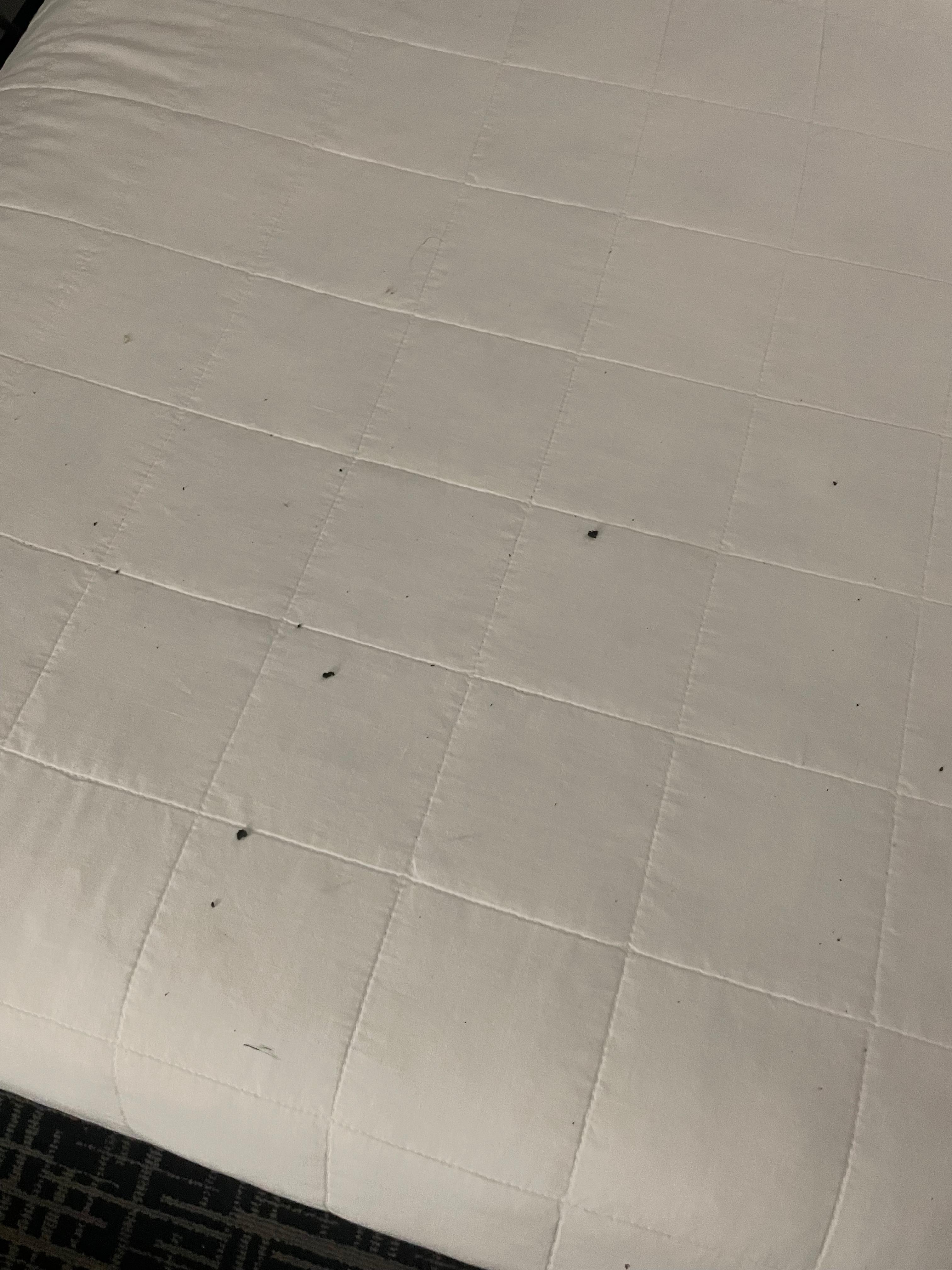 Some kind of animal dropping on bed
