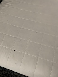 Some kind of animal dropping on bed