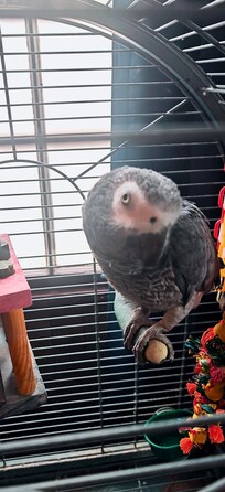Tiktok "star" Frosty the Parrot