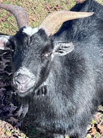 This is “Poe”,the goat, He and all the animals are super friendly and polite.