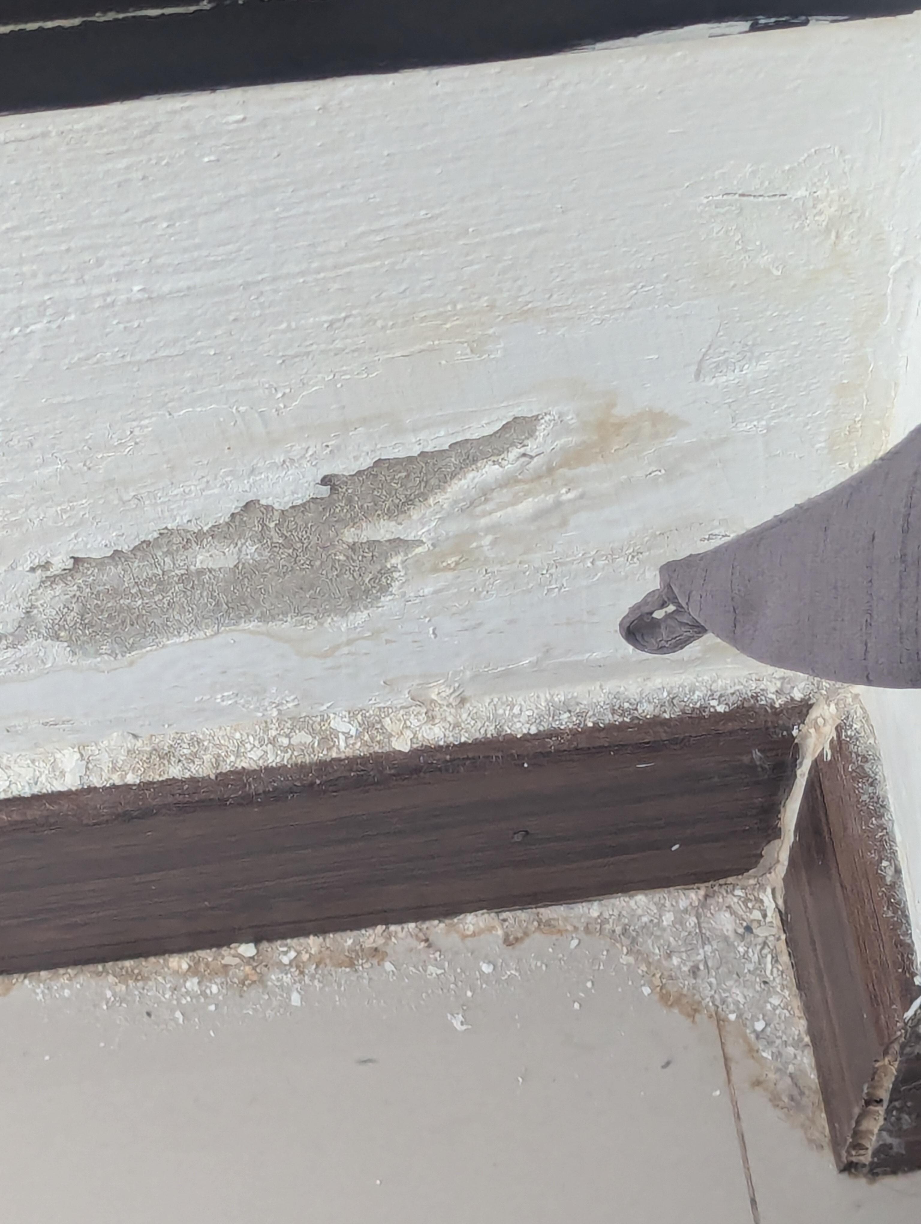 Damp or mold