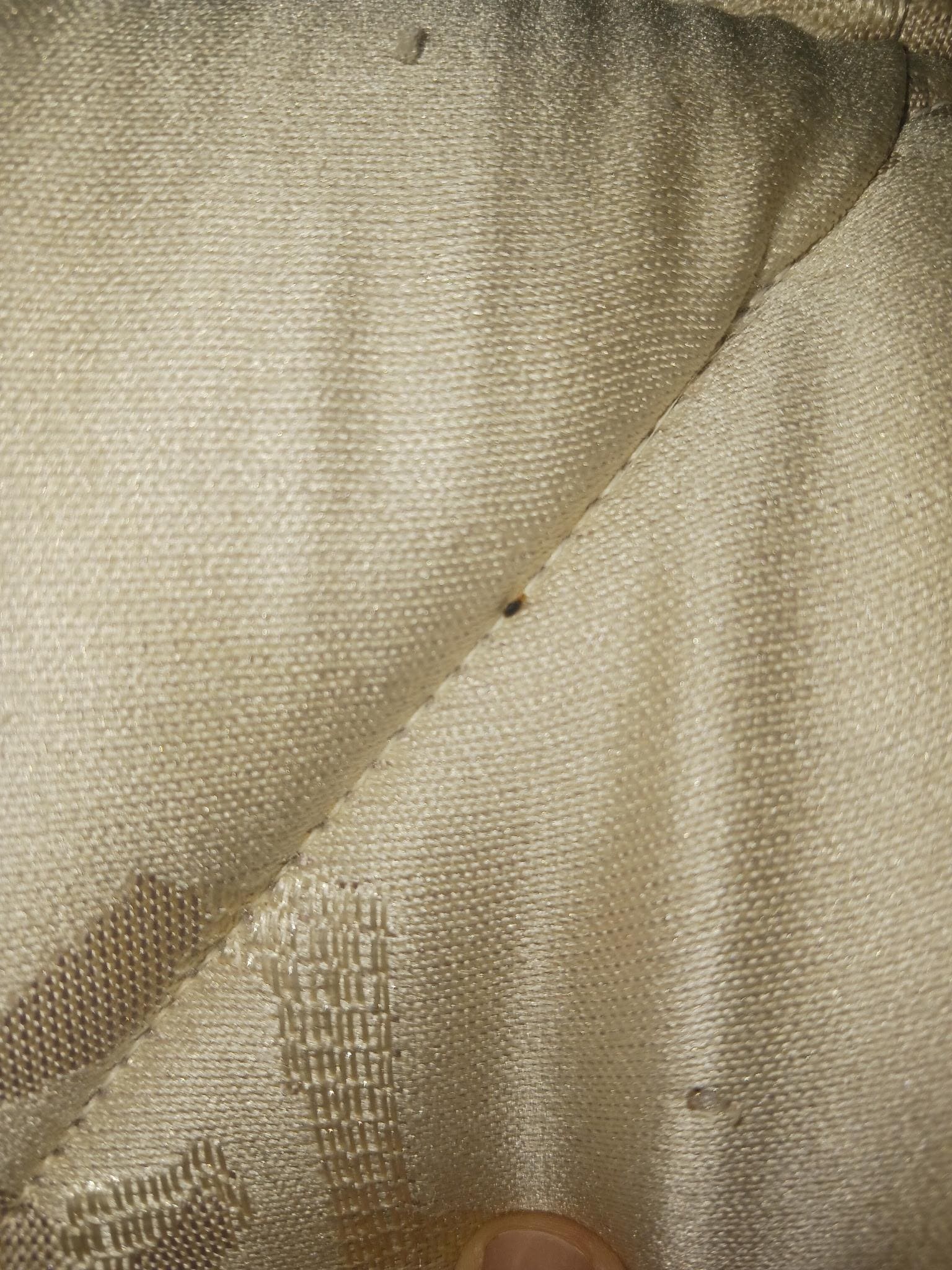 Bed bug
