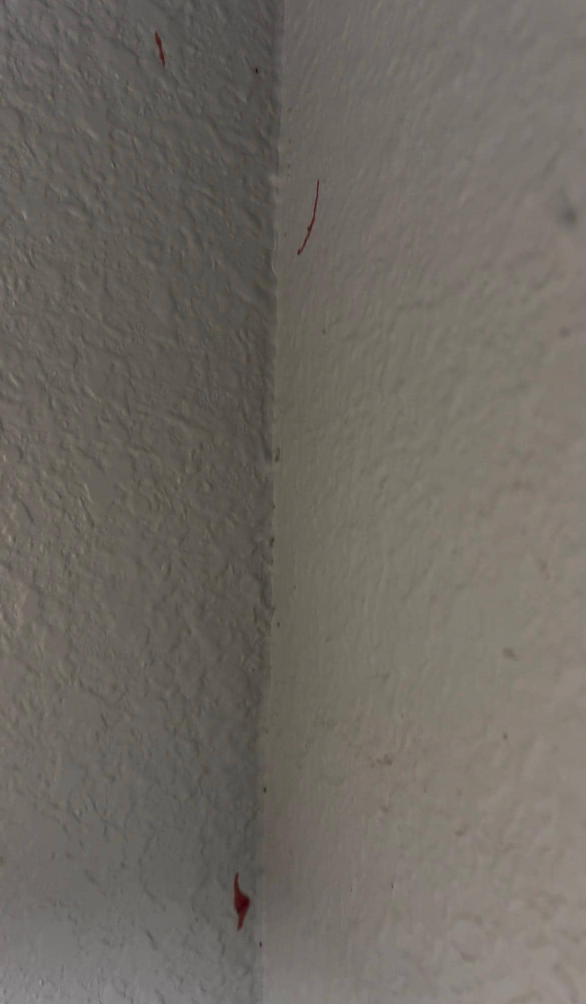 Bigs on wall crawling to ketchup on wall