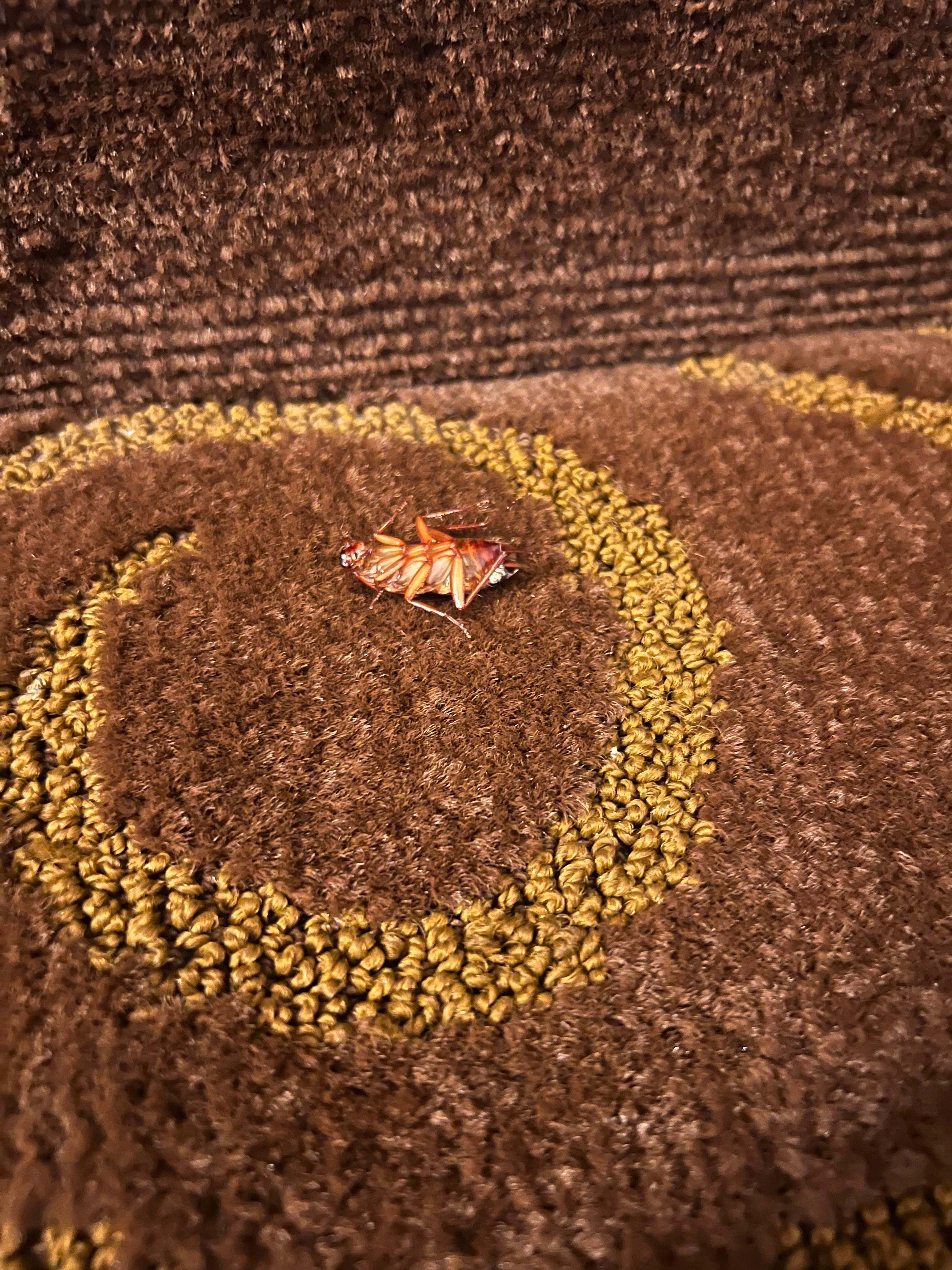 C-roach room 217 and I killed it with my shoes 