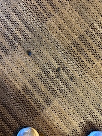 Burnt holes in carpet
