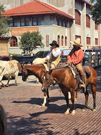 Real cattle drive right by the hotel