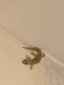 Friendly salamander in the bathroom.