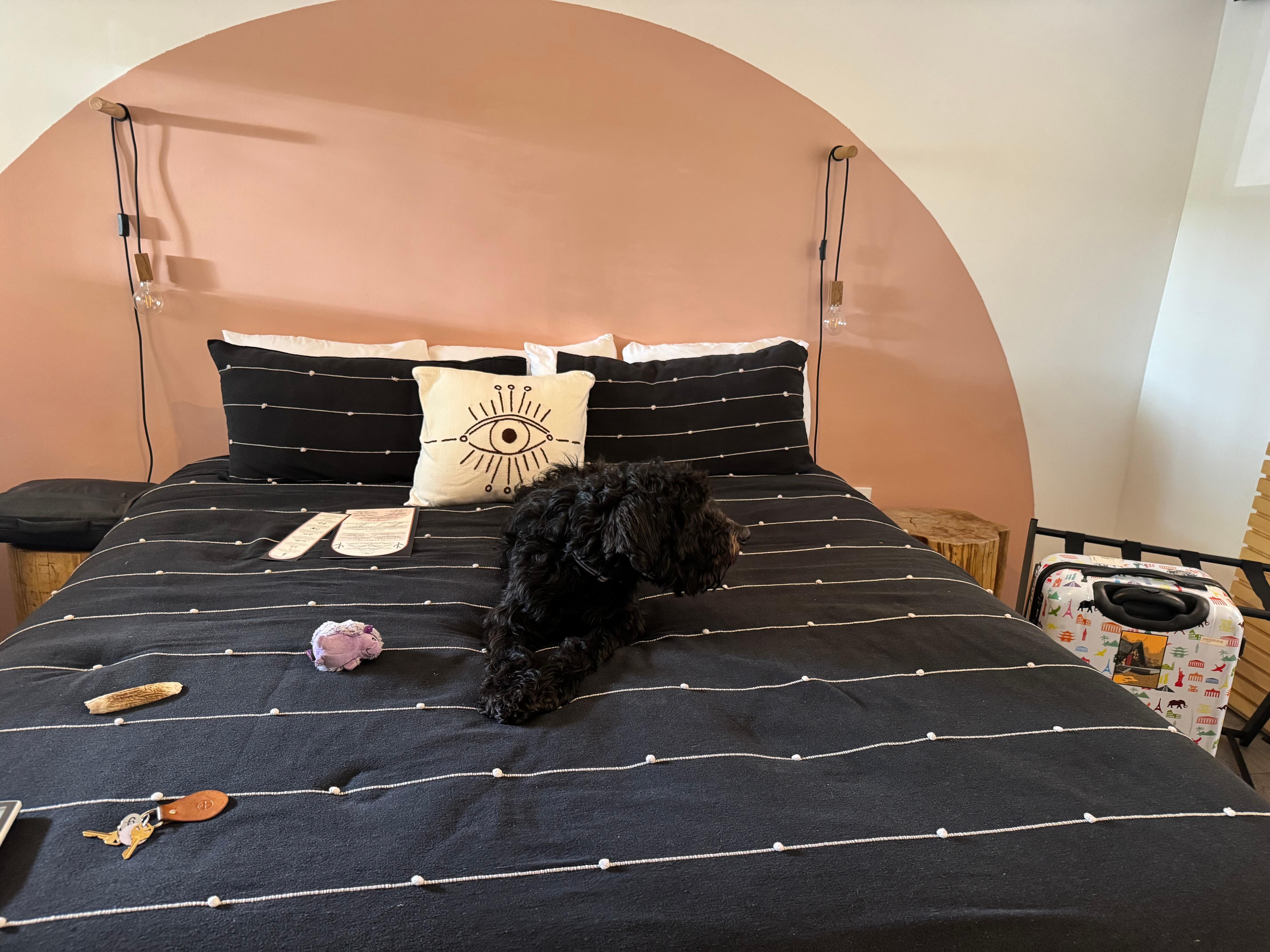 Beautiful clean room. Duncan approves of bed comfort. 