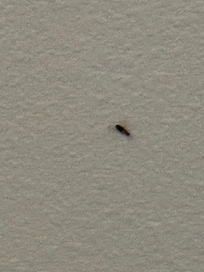 Cockroach on the ceiling