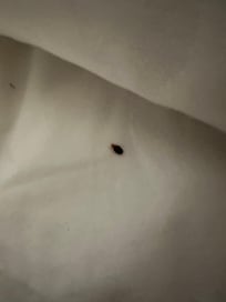 All pictures show the bedbugs
