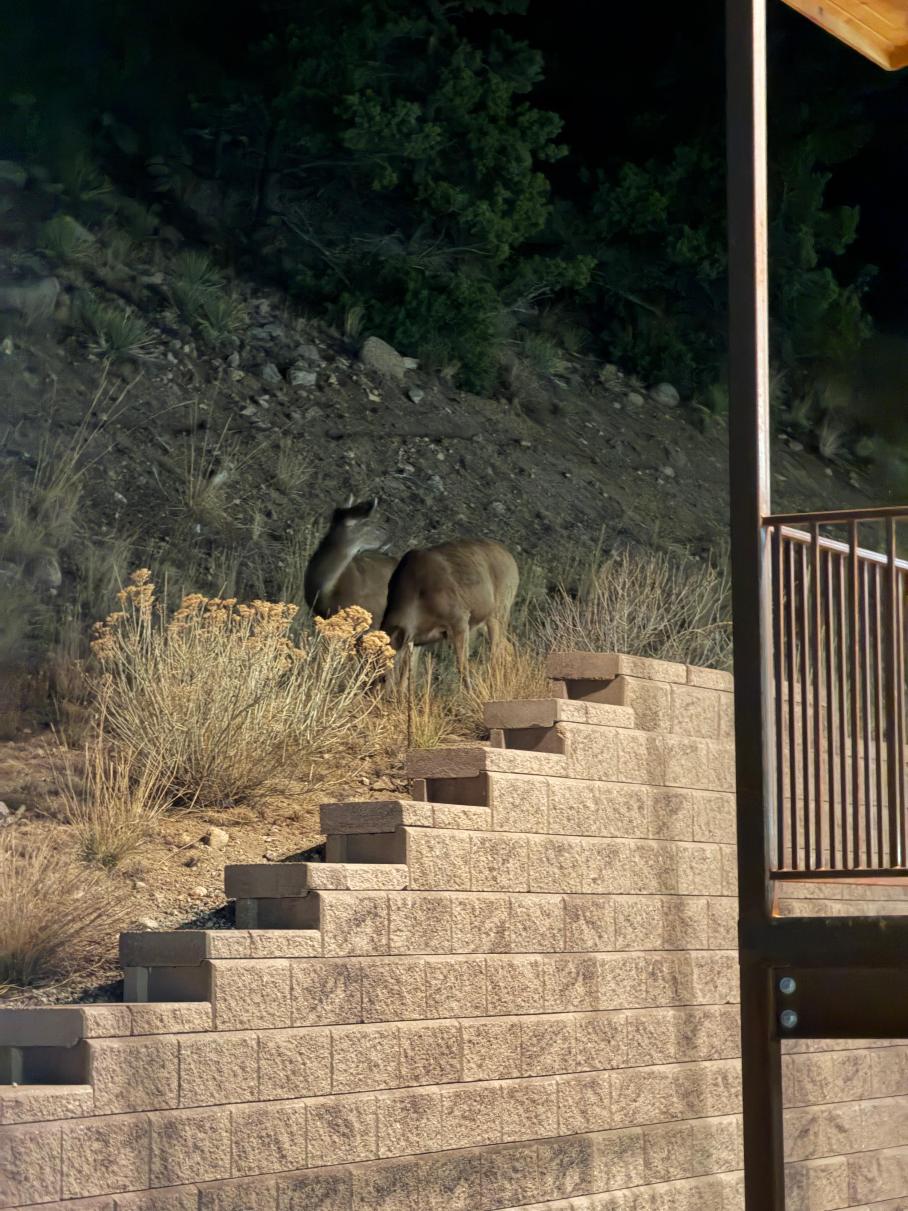 Deer by the room