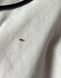 These little roaches were in the sink on the beds and had to switch rooms to still see them