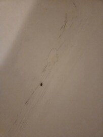 Roaches on wall