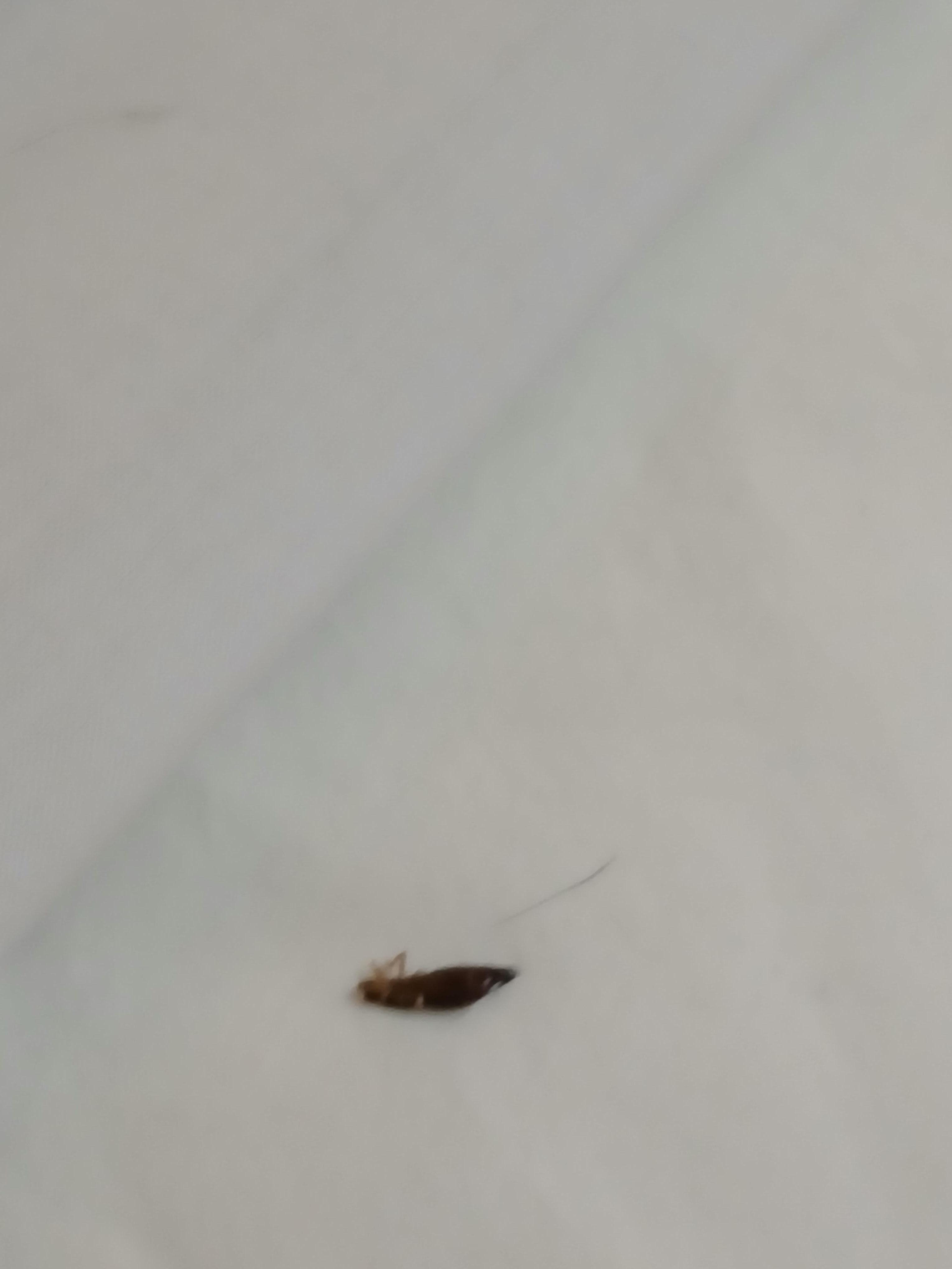 Cockroach in the bed