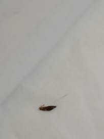 Cockroach in the bed