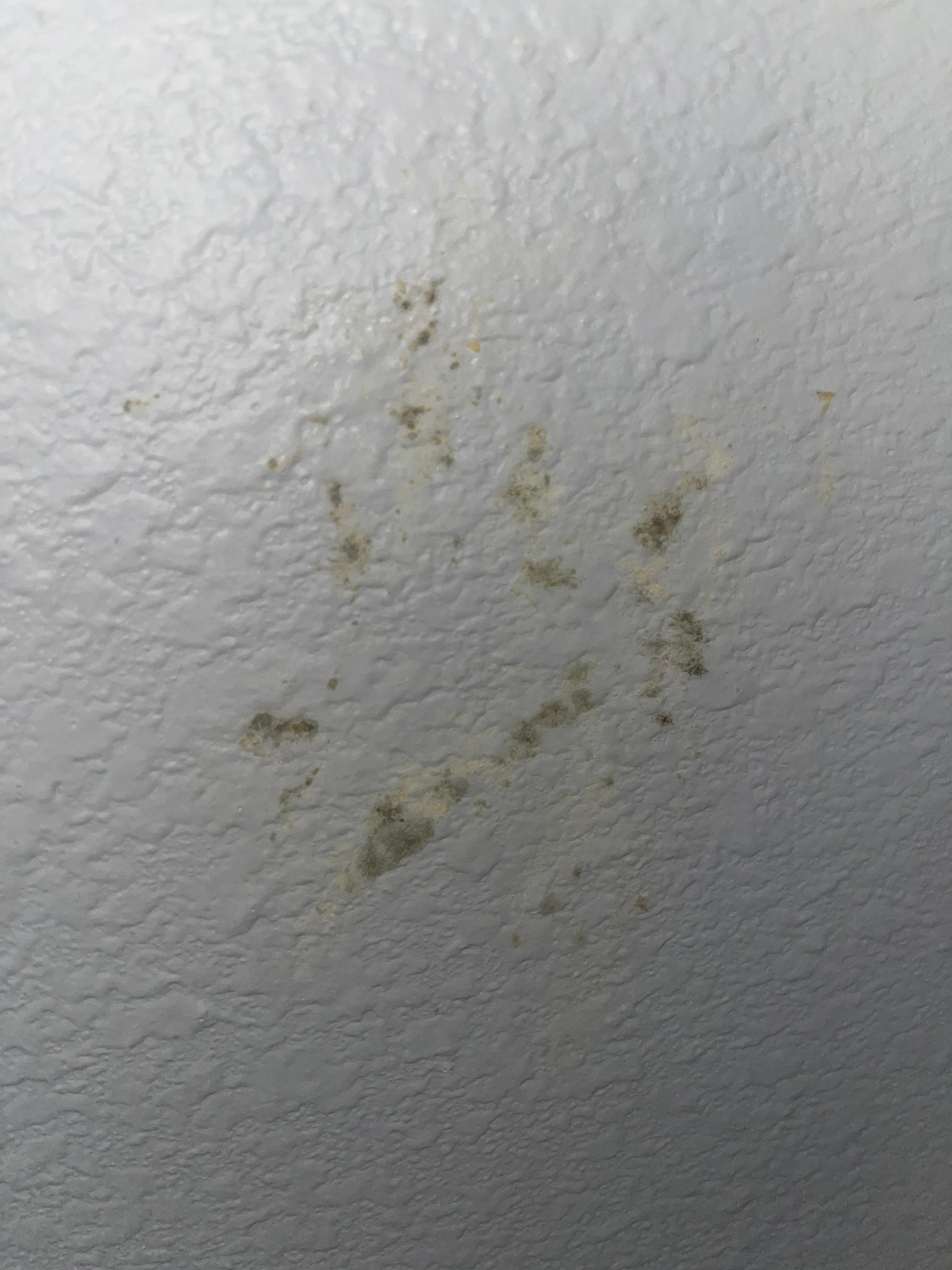 Mold on the wall