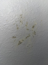 Mold on the wall