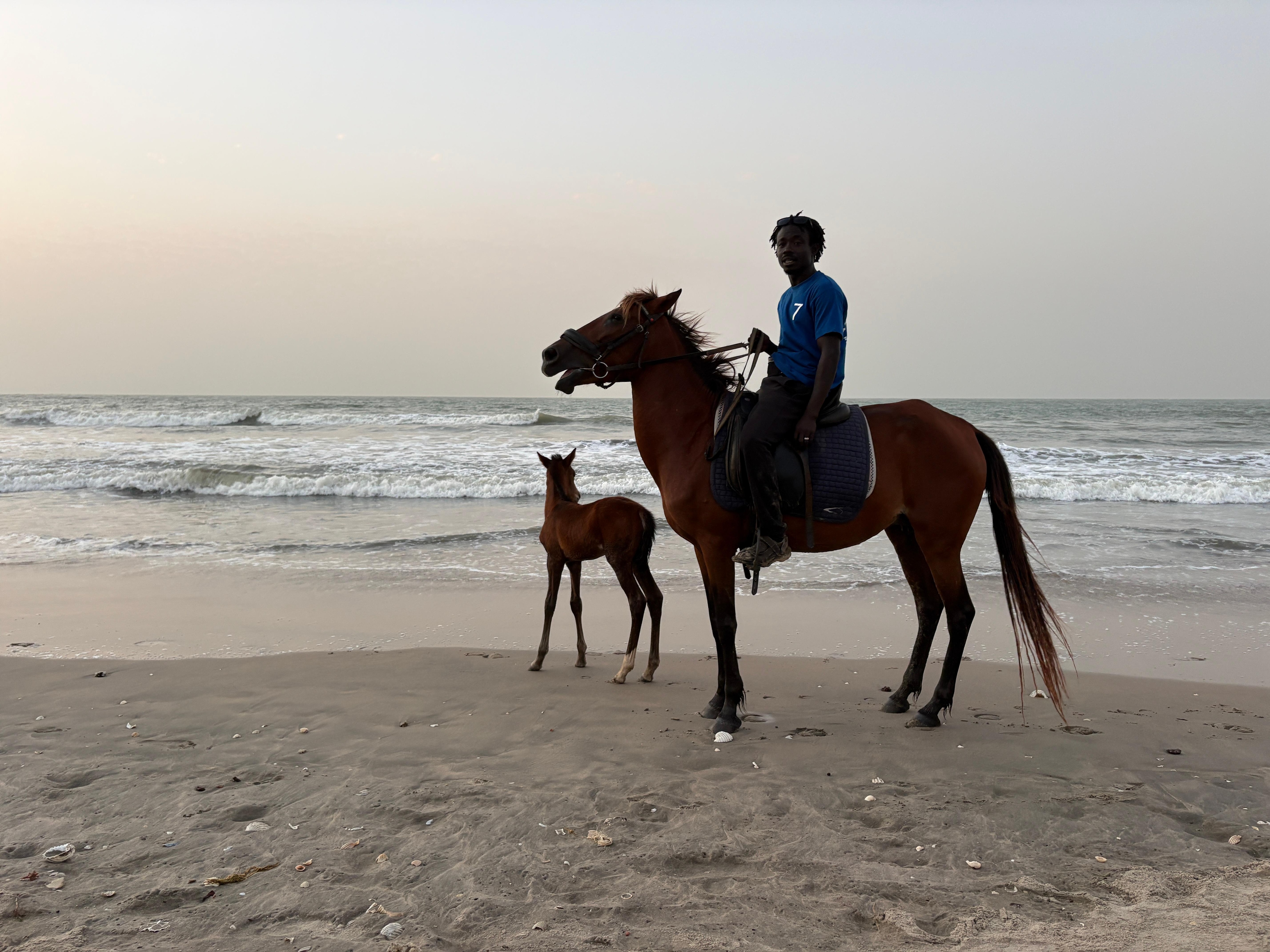 Lovely foalson the beach each evening. 