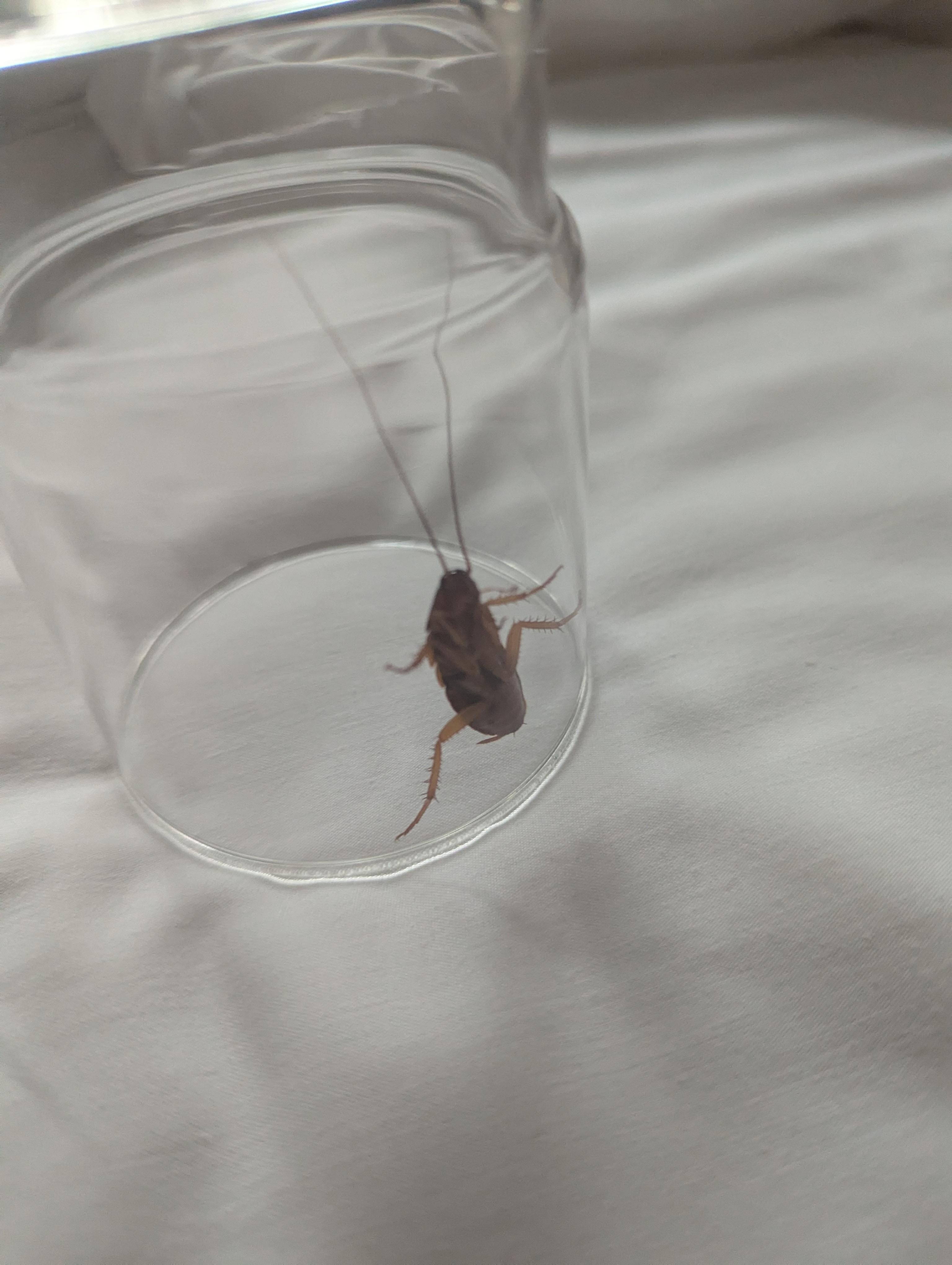 Cockroach on the bed 
