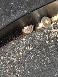 Bug carcass and crumbs on bed frame.