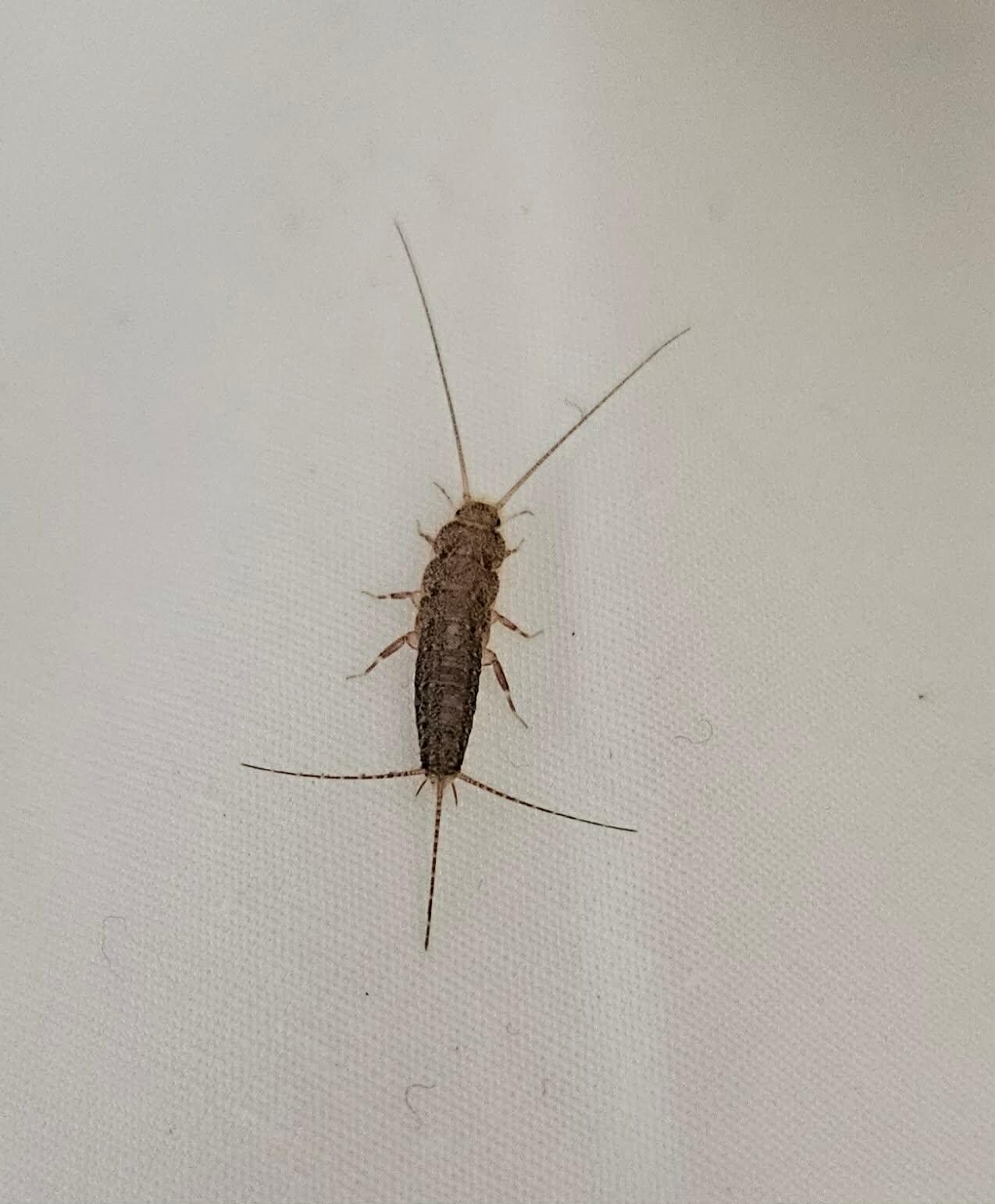 Found this bug in the bed.  background is the sheet.  Manager is trying to say the background doesn't match anything in the room.  Wrong!
